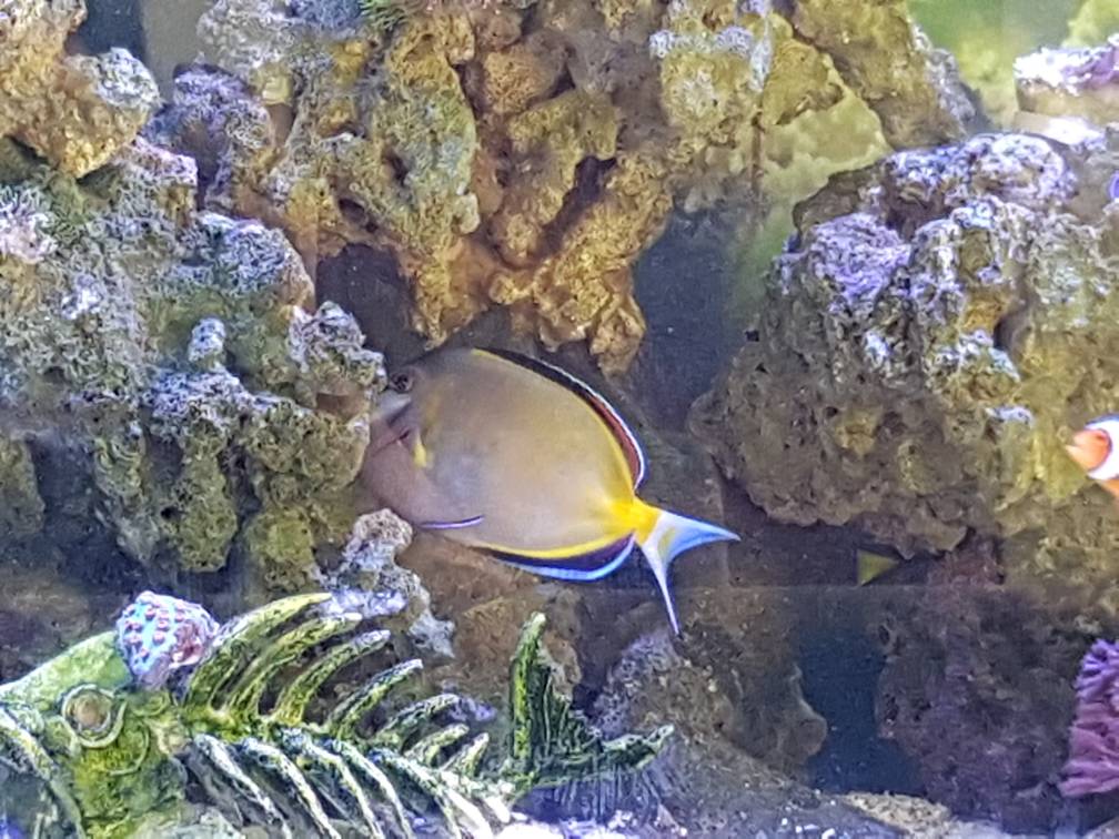 Peces - Pez cirujano polvo café | Club Acuarios Marinos