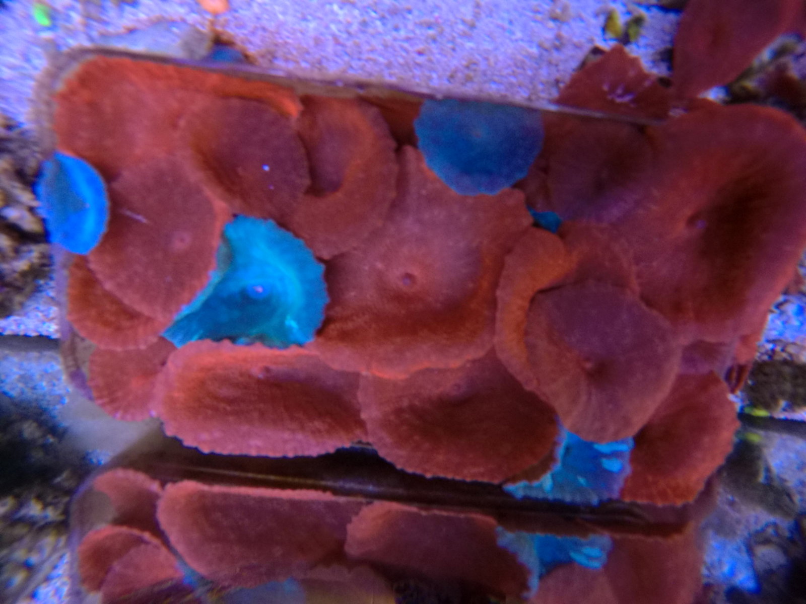 [Venta] - Gran remate de hongos rojos | Club Acuarios Marinos