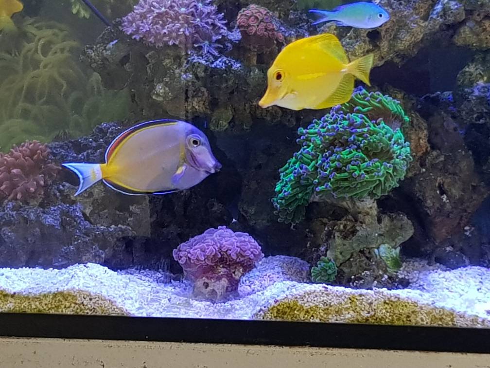 Peces - Pez cirujano polvo café | Club Acuarios Marinos