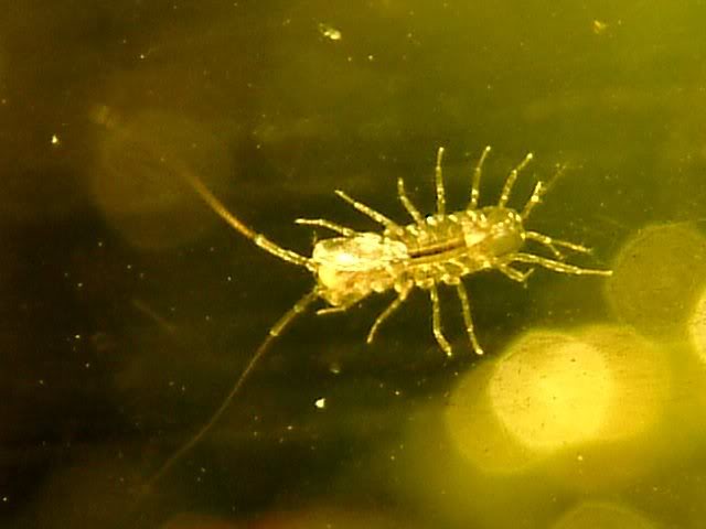 Tengo muchísimos copépodos que hago ? | Club Acuarios Marinos