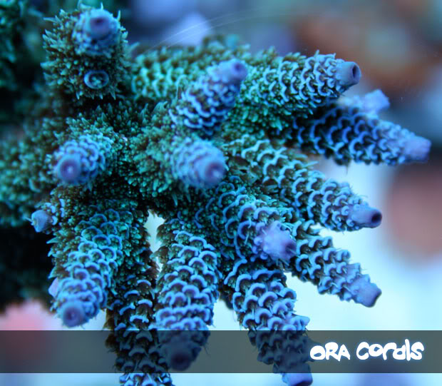 Guía de corales exóticos y de colección | Club Acuarios Marinos