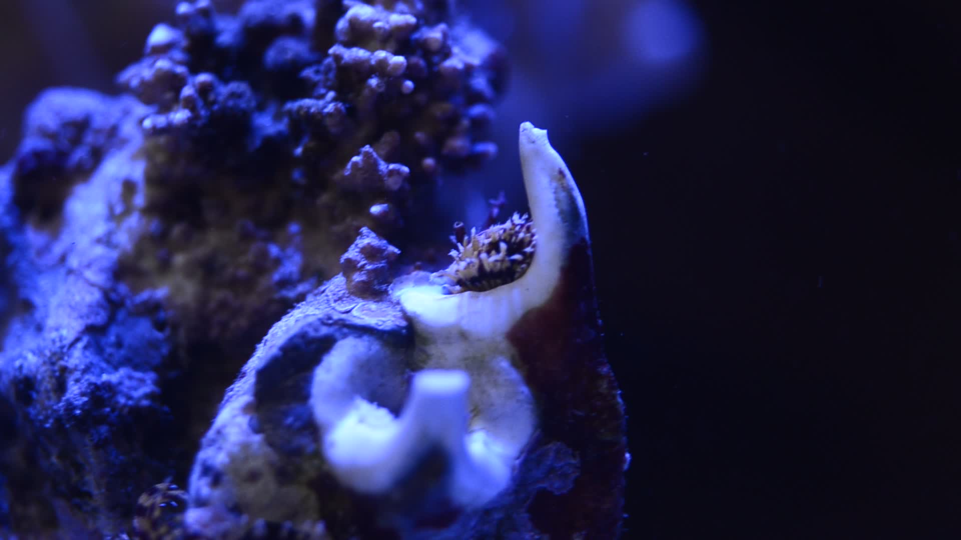Spirobranchus sp | Club Acuarios Marinos