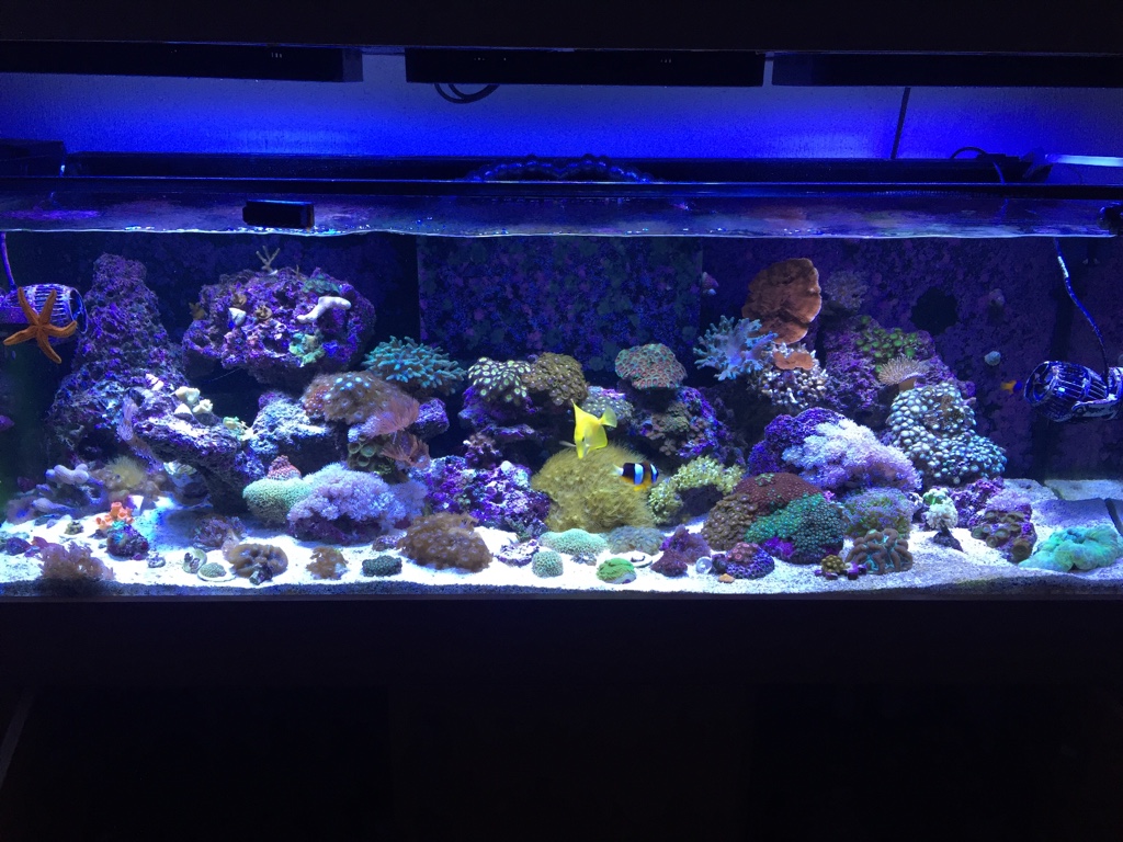 Los 10 mejores peces de agua dulce para principiantes hermosos ...