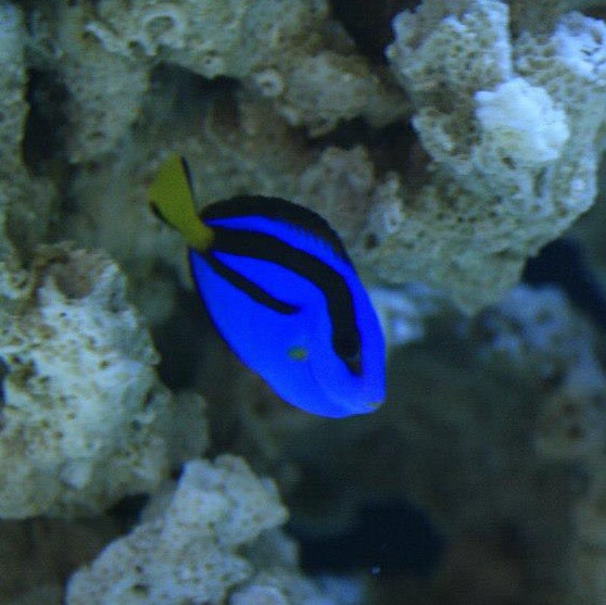 Pez dory (paracanthurus hepatus) pez cirujano azul | Club Acuarios Marinos