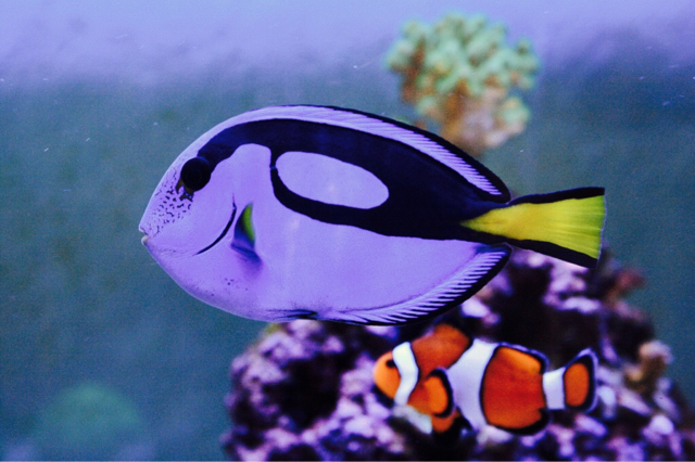 Pez dory (paracanthurus hepatus) pez cirujano azul | Club Acuarios Marinos