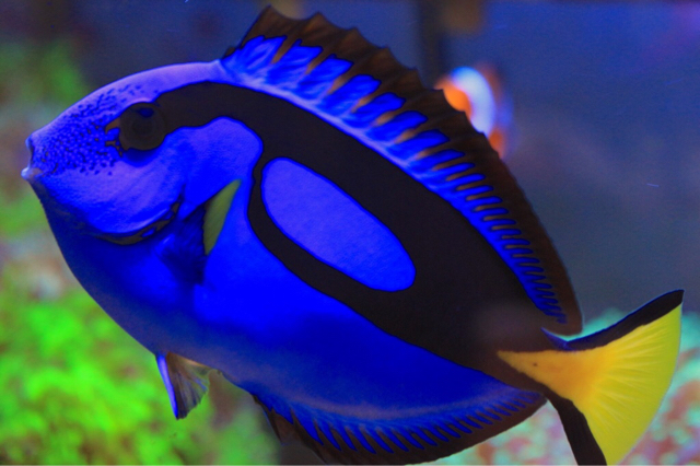 Pez dory (paracanthurus hepatus) pez cirujano azul | Club Acuarios Marinos