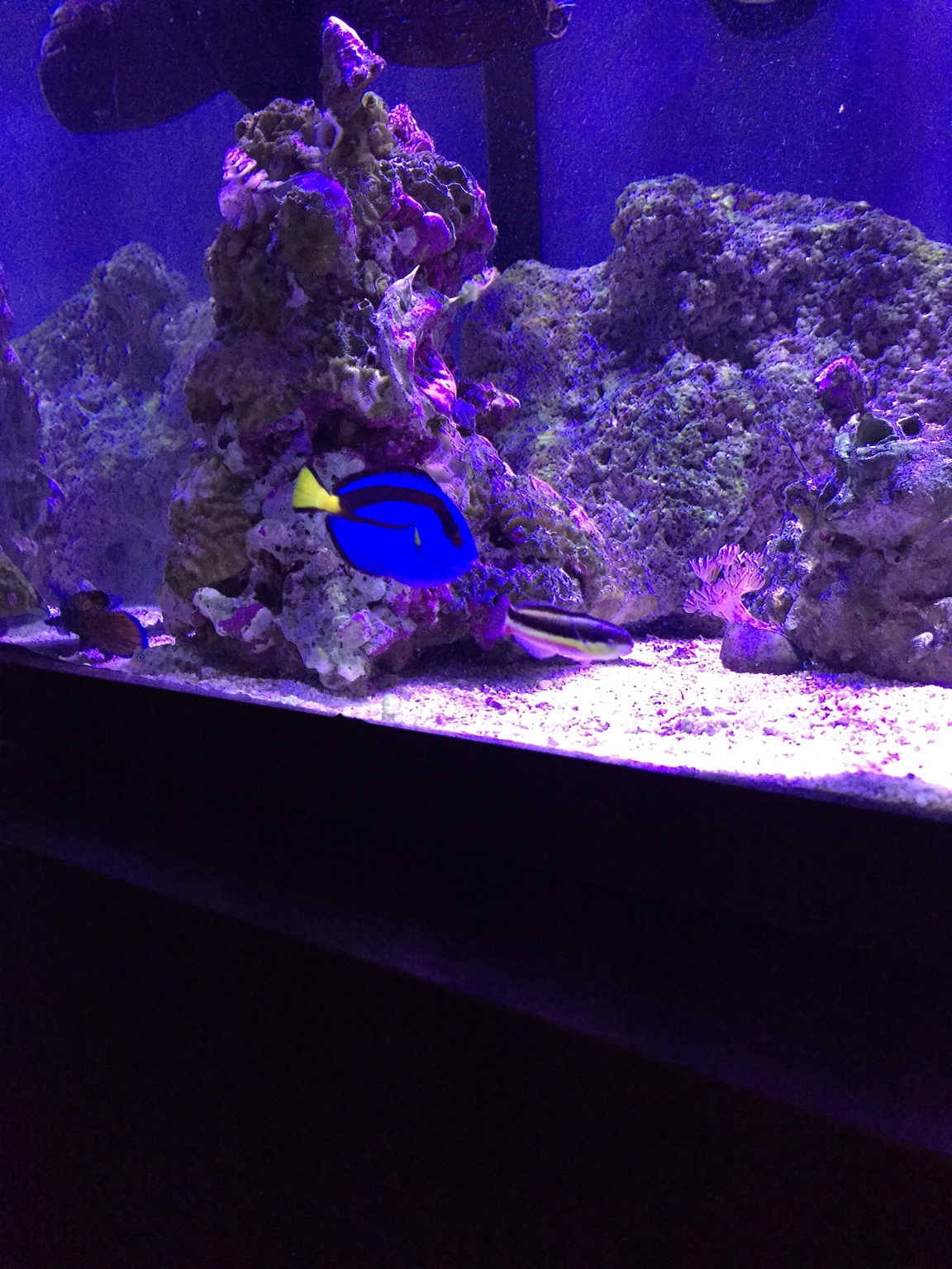 Pez dory (paracanthurus hepatus) pez cirujano azul | Club Acuarios Marinos